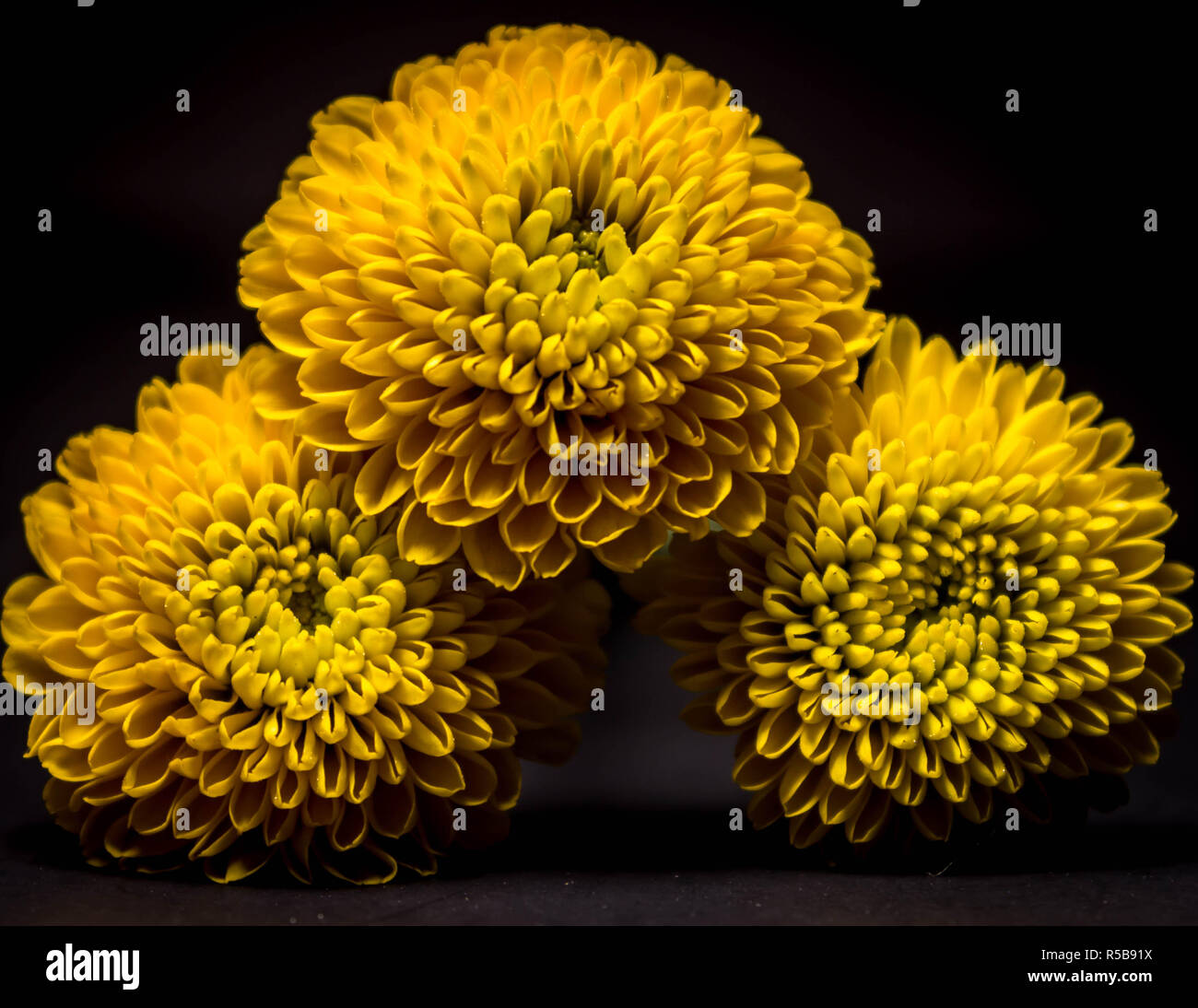 Low-Key Yellow Mums Stock Photo - Alamy