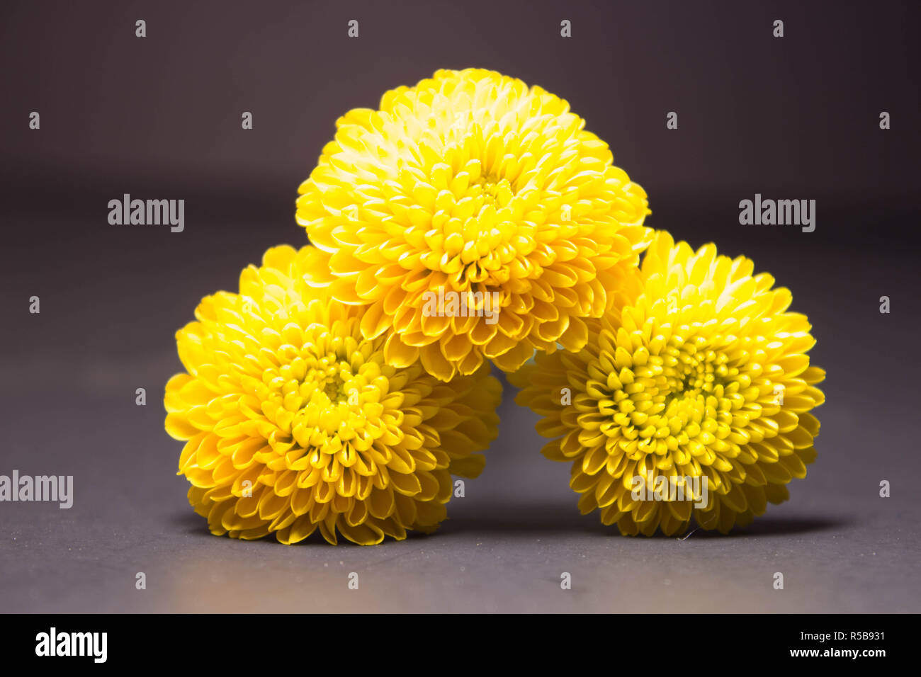 Low-Key Yellow Mums Stock Photo - Alamy