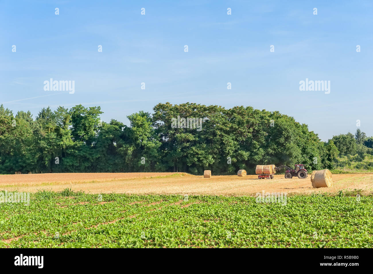 Farmer moving bales of hay with tractor Stock Photo - Alamy