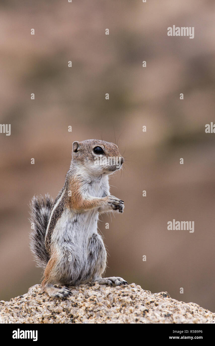 Chipmunk claws hi-res stock photography and images - Alamy