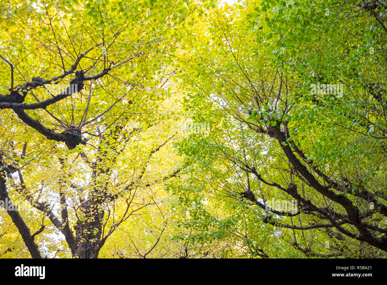 Gingko trees hi-res stock photography and images - Alamy