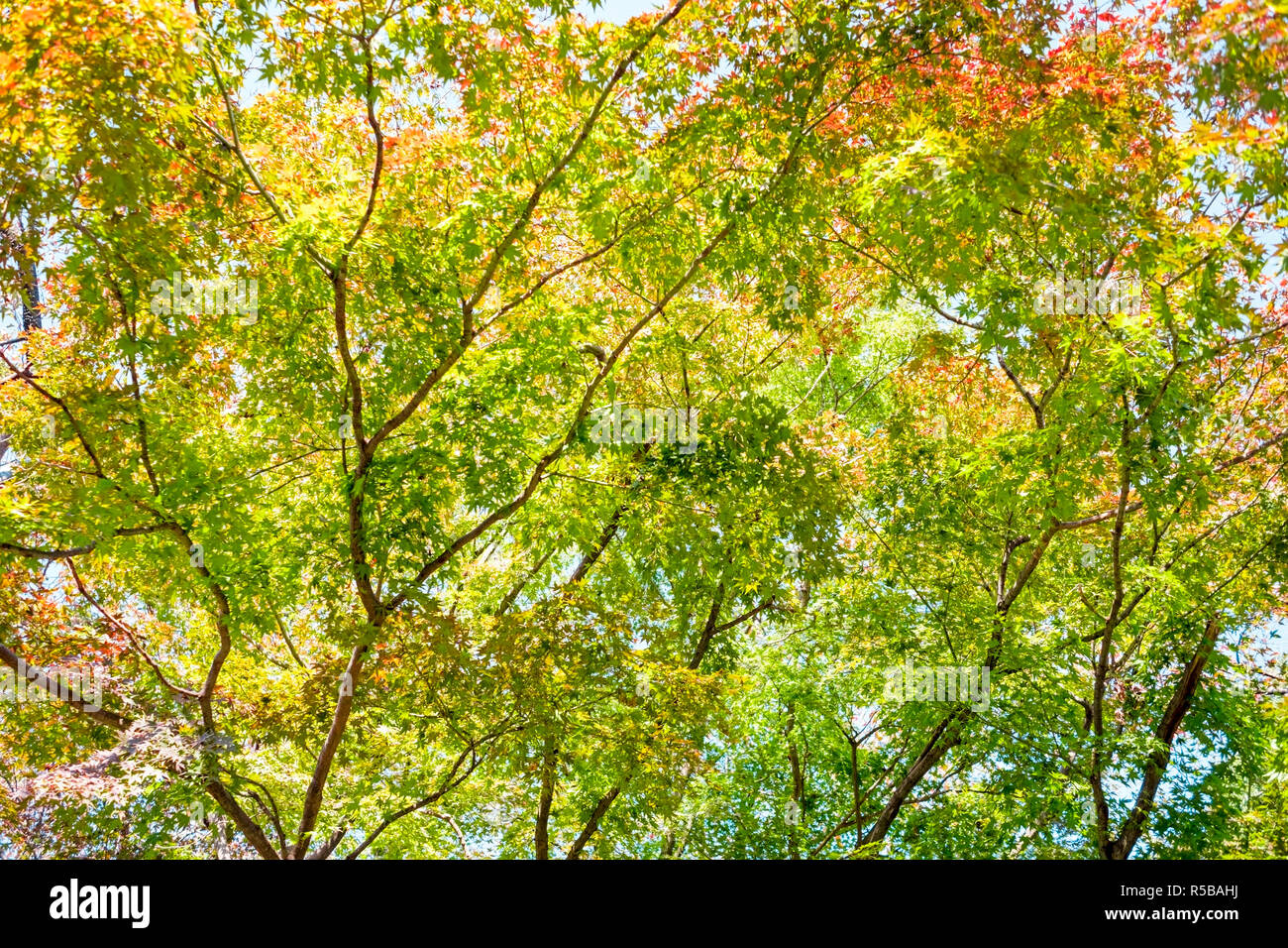 Intense Japanese maple autumn foliage Stock Photo - Alamy