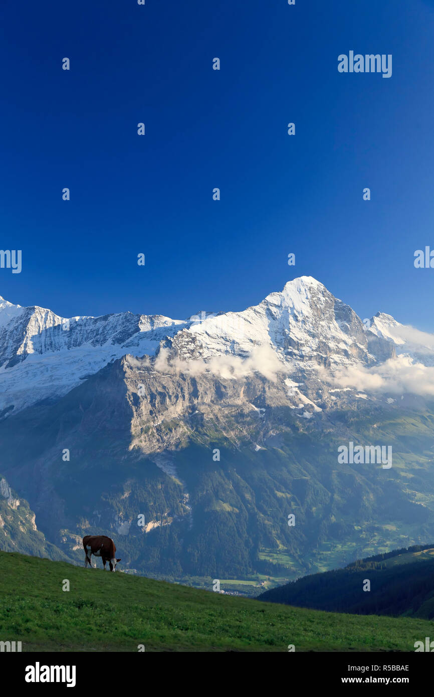 Switzerland, Bernese Oberland, Grindelwald, First, Mt Eiger Stock Photo ...