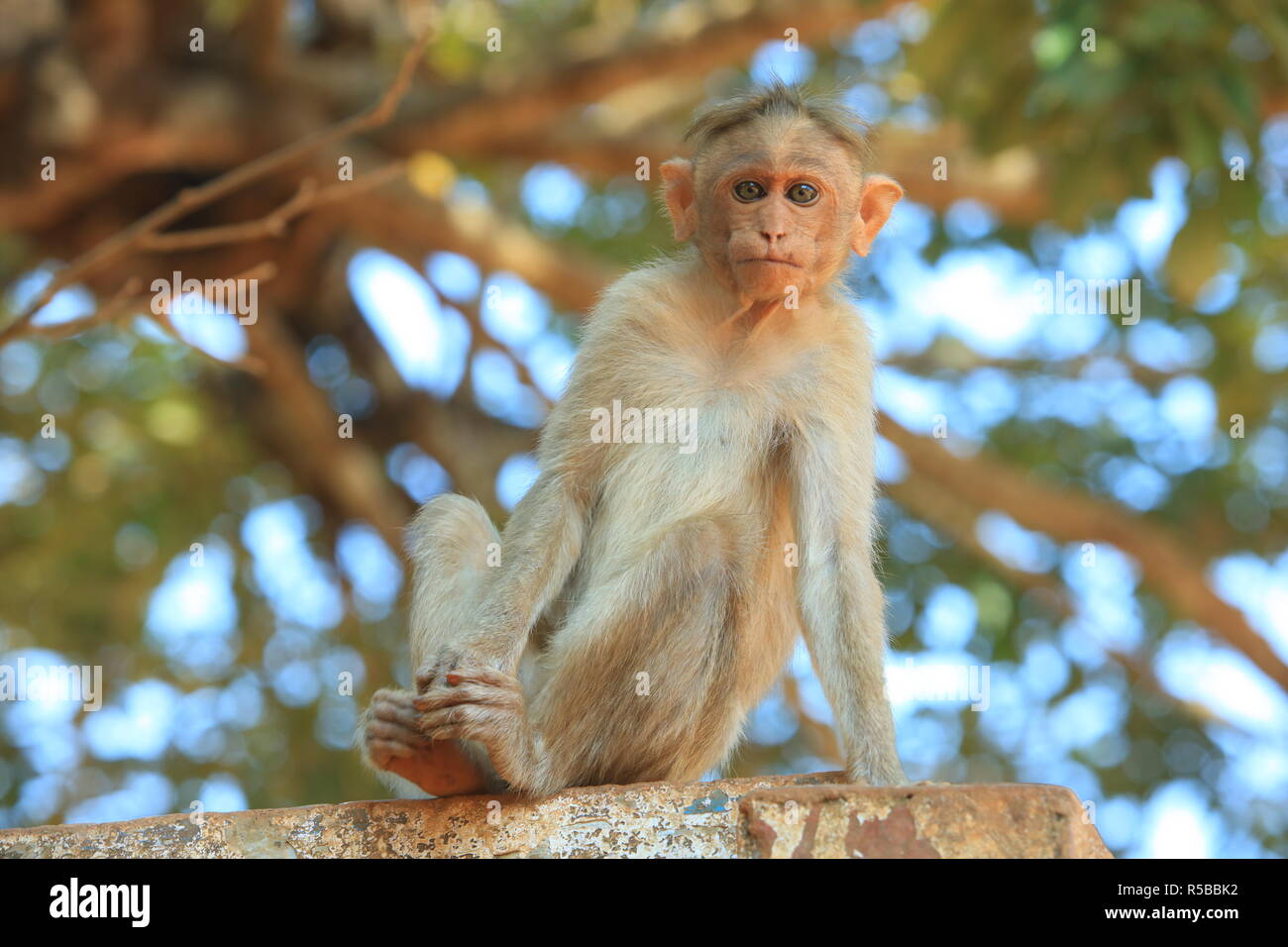 Small monkey hi-res stock photography and images - Alamy