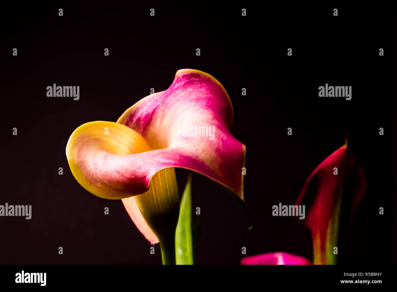 Georgia orange day lily hi-res stock photography and images - Alamy