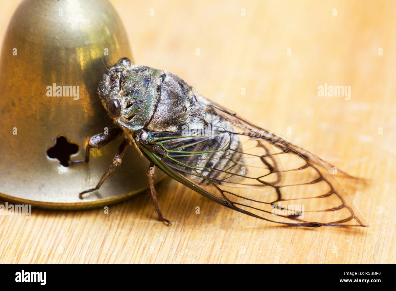Giant cicada hi-res stock photography and images - Alamy