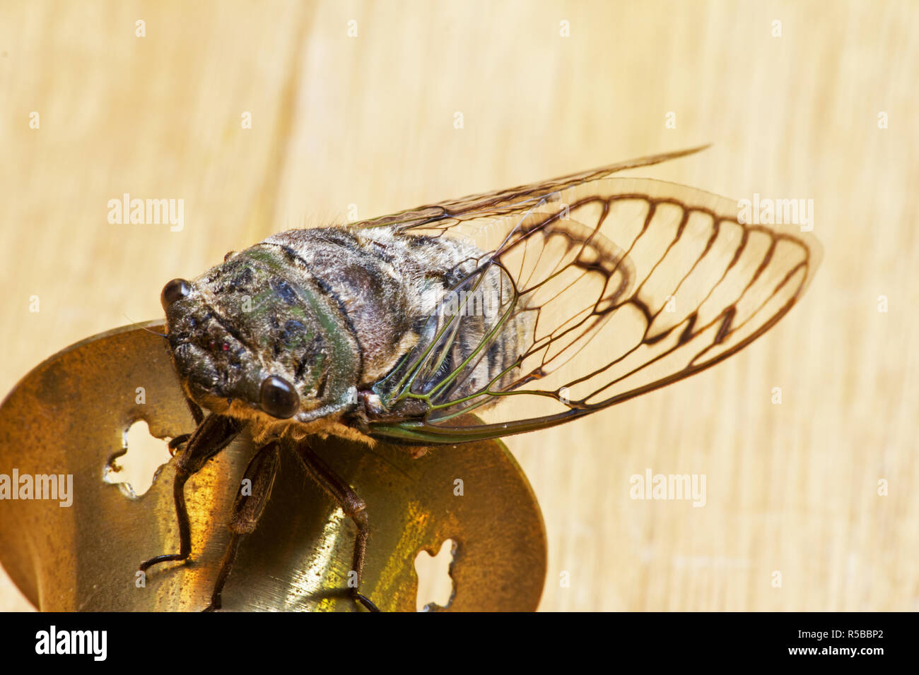 Giant cicada hi-res stock photography and images - Alamy
