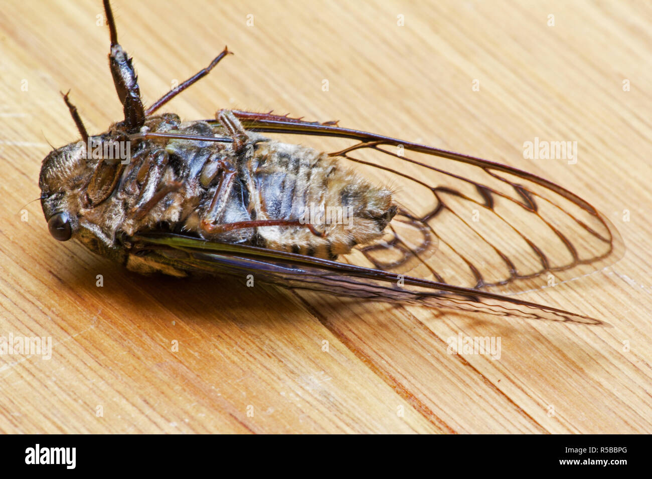 Giant cicada hi-res stock photography and images - Alamy