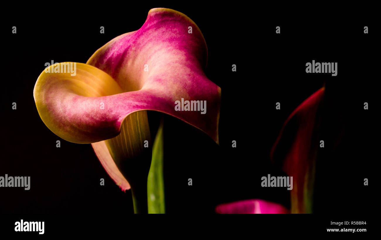 Low-Key Calla Lily Flower Stock Photo - Alamy