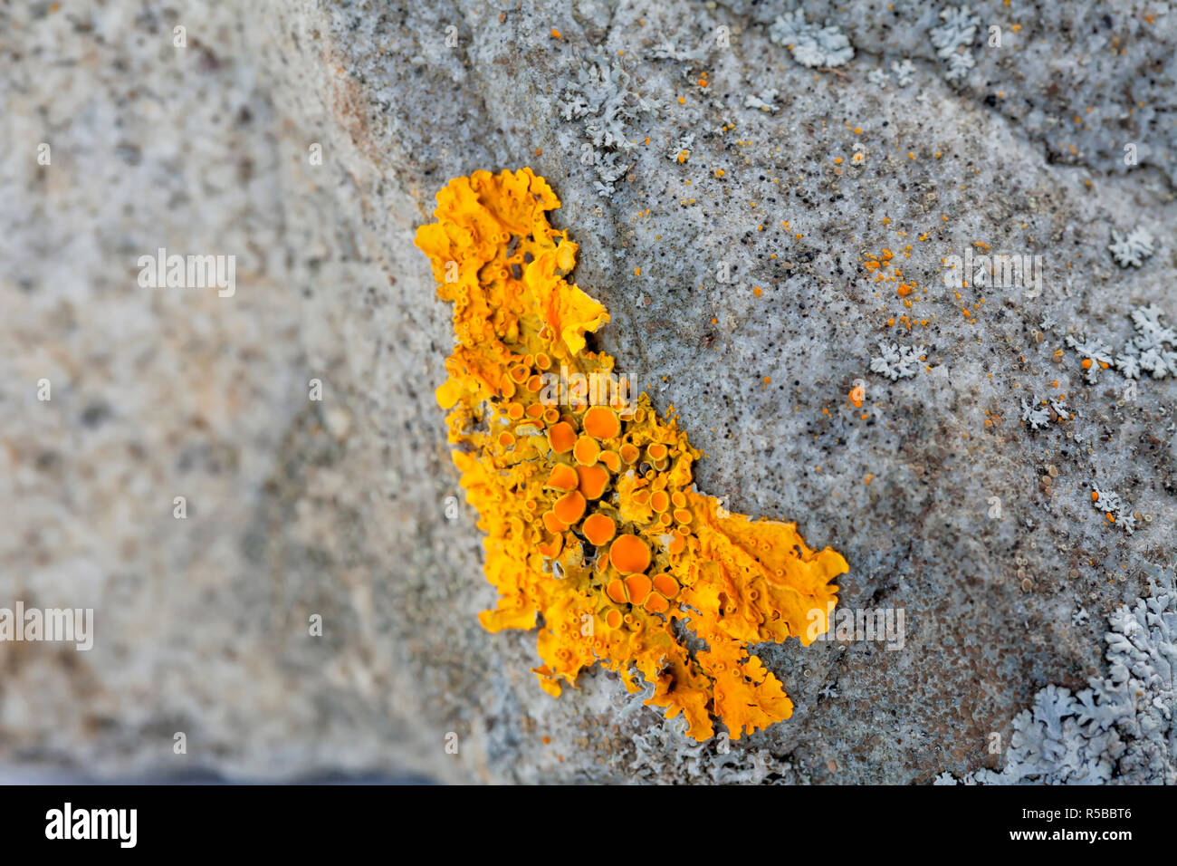 Limestone rock stone hi-res stock photography and images - Alamy