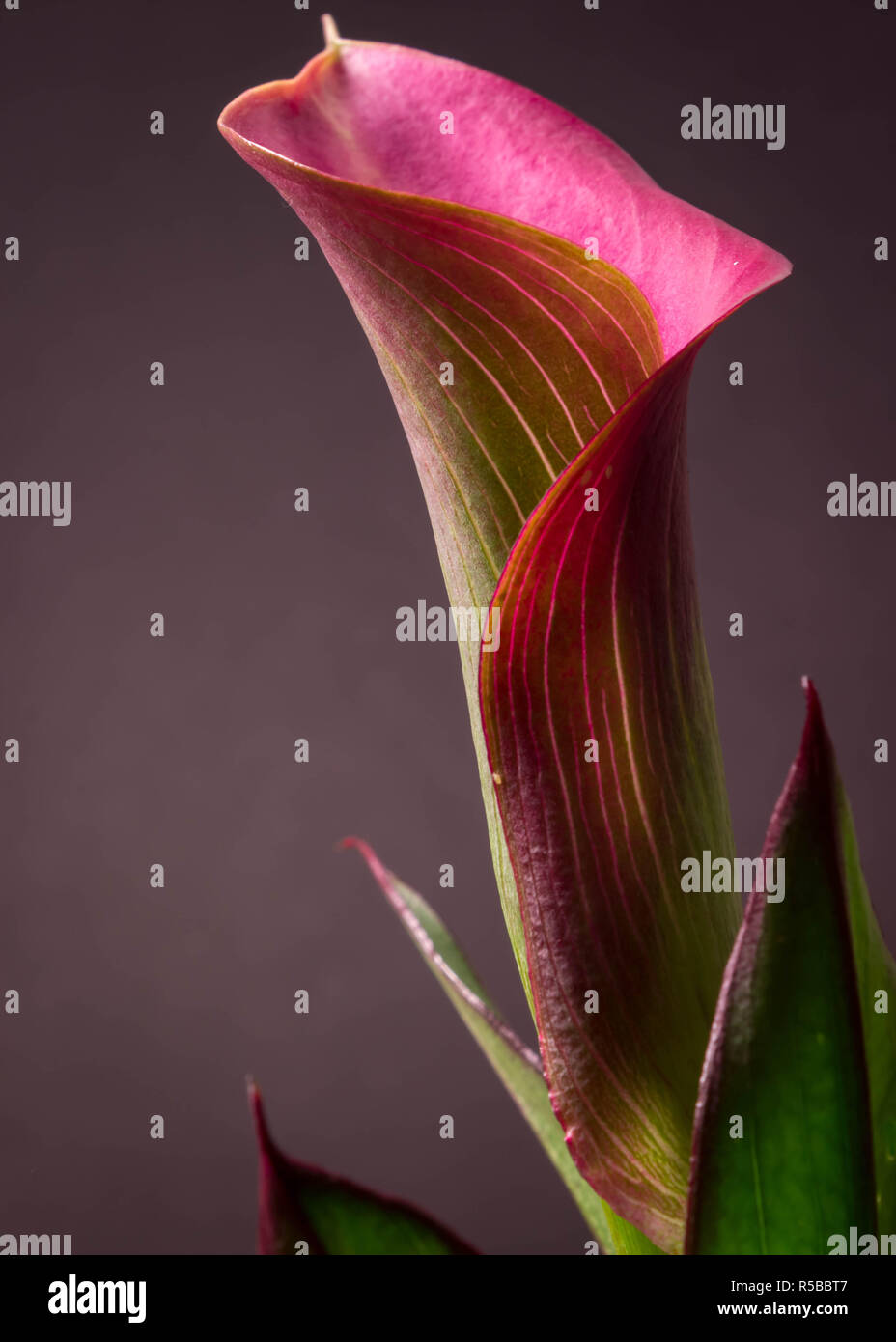 Georgia orange day lily hi-res stock photography and images - Alamy