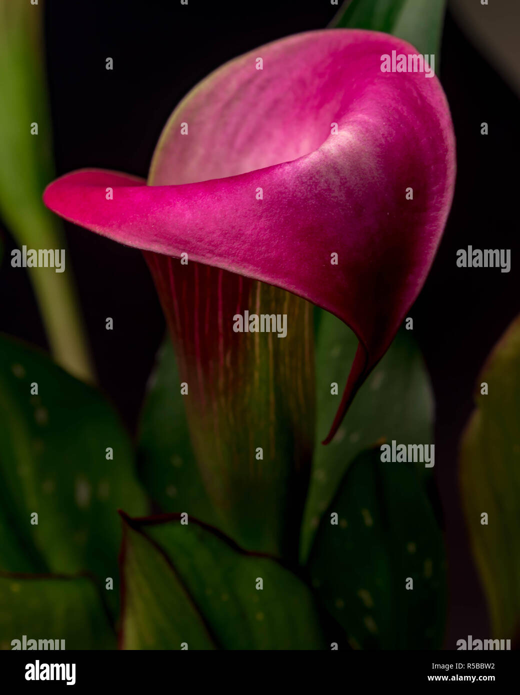 Low-Key Calla Lily Flower Stock Photo - Alamy