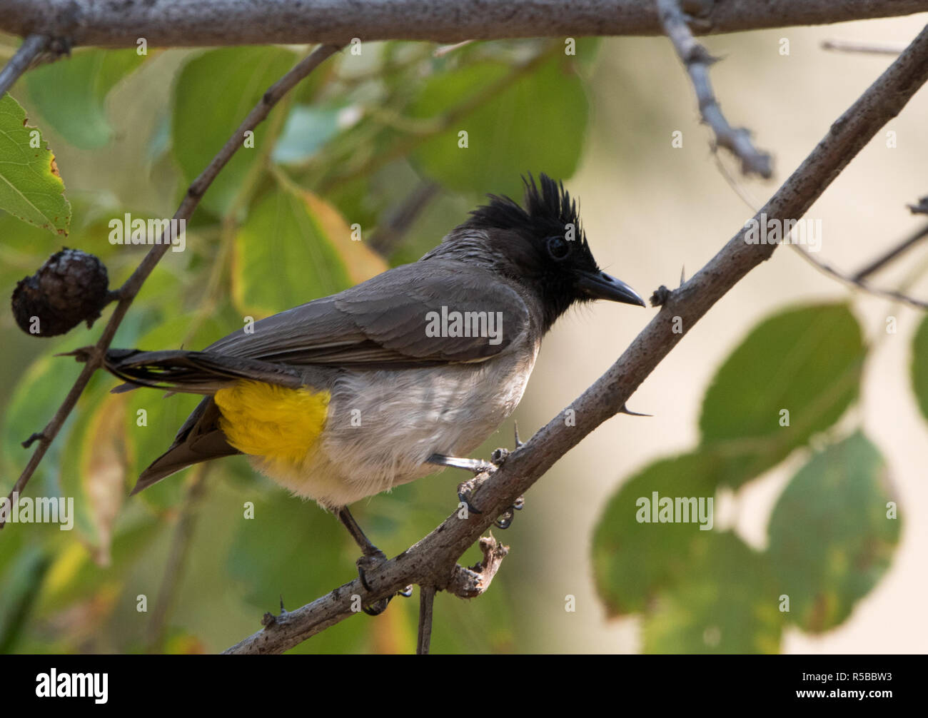 Dark-capped Bulbul (Pycnonotus tricolor Stock Photo - Alamy