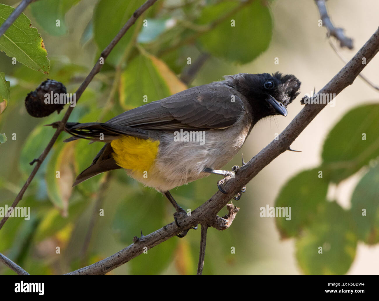 Dark-capped Bulbul (Pycnonotus tricolor Stock Photo - Alamy