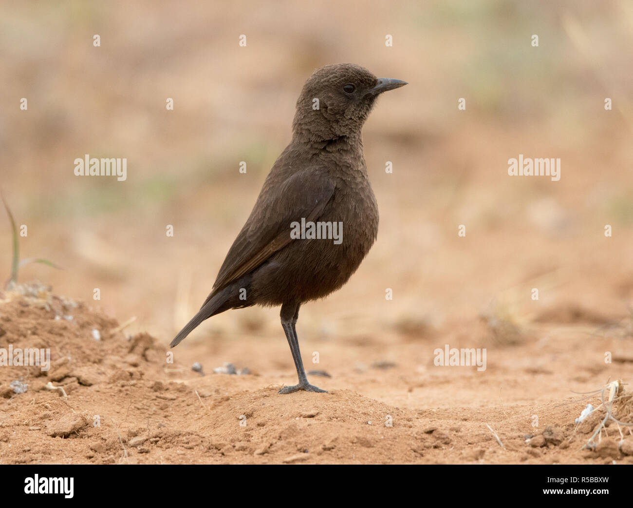 Ant bird hi-res stock photography and images - Alamy