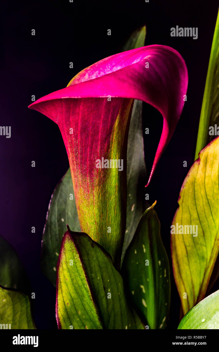 Shape and texture lily flower hi-res stock photography and images - Alamy