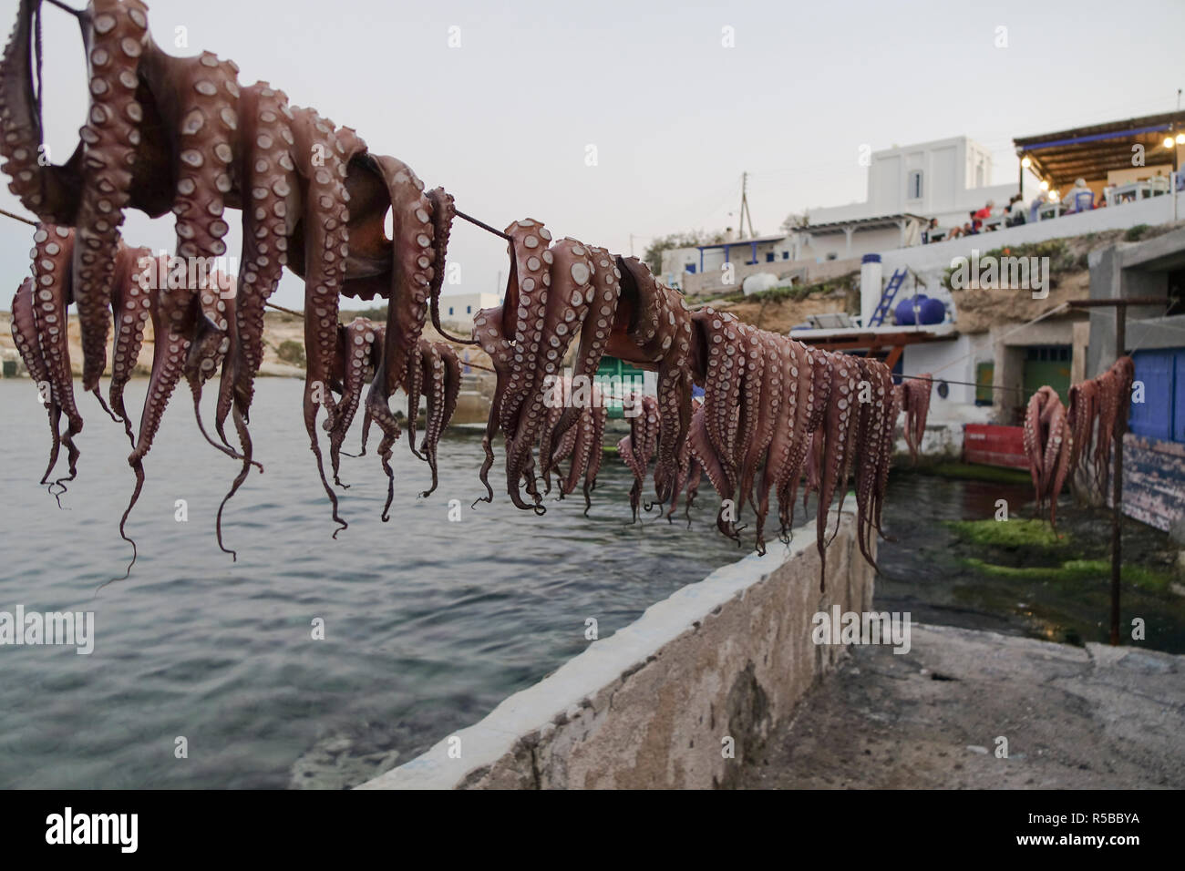 Fresh octopus hanging outside a restaurant in Mandrakia village Stock ...