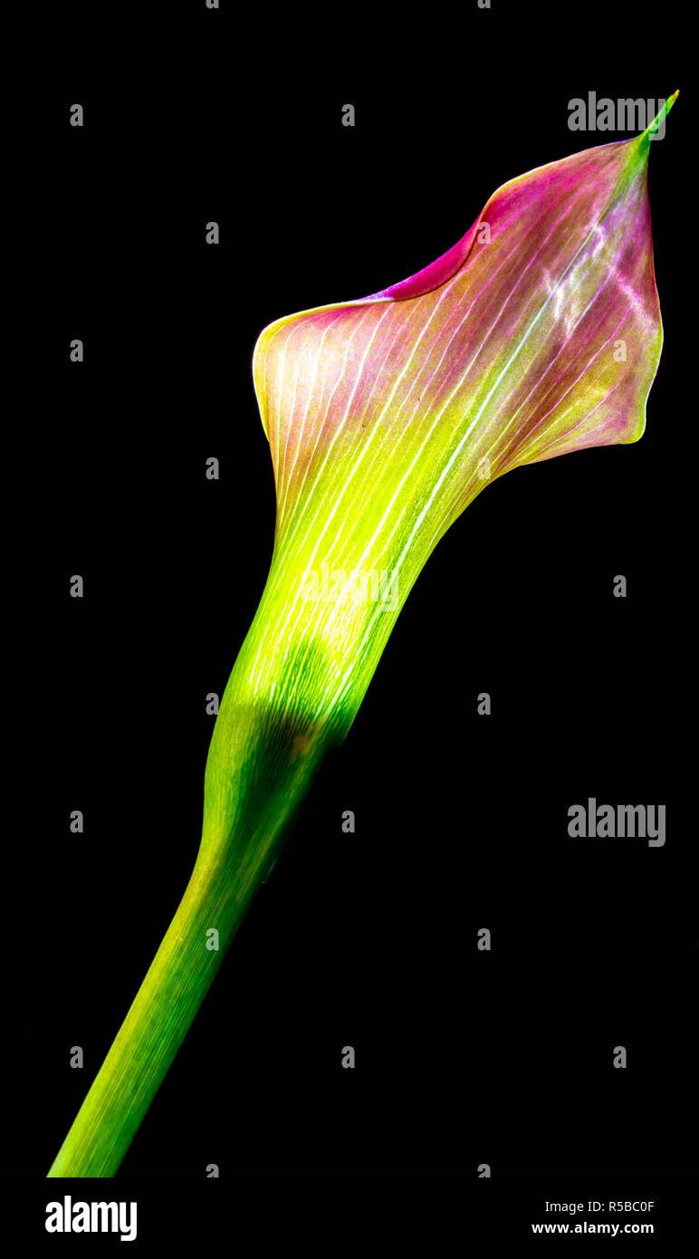 Georgia orange day lily hi-res stock photography and images - Alamy
