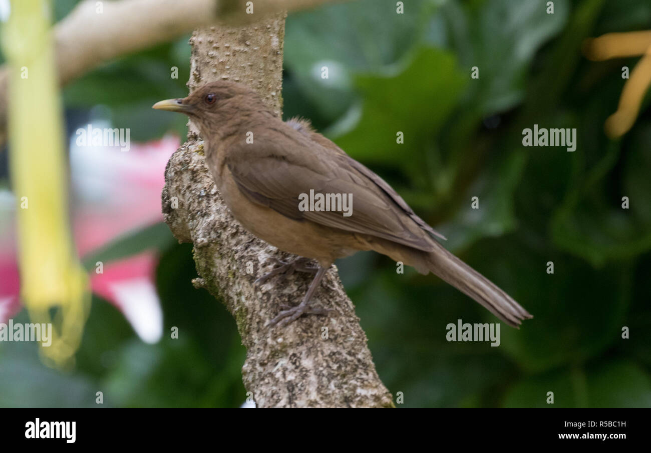 Clay-coloured Robin (Turdus grayi Stock Photo - Alamy