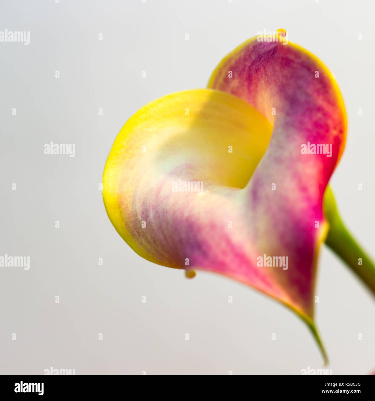 High key pink orange green hi-res stock photography and images - Alamy