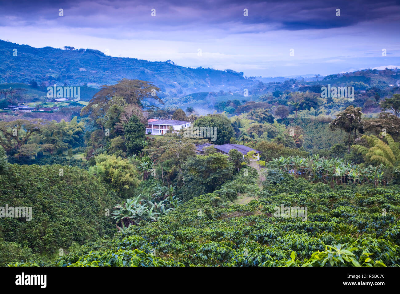 Colombia, Caldas, Manizales, Chinchina, Coffee plantation at Hacienda ...