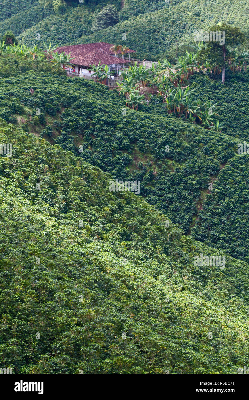 Guayabal hi-res stock photography and images - Alamy