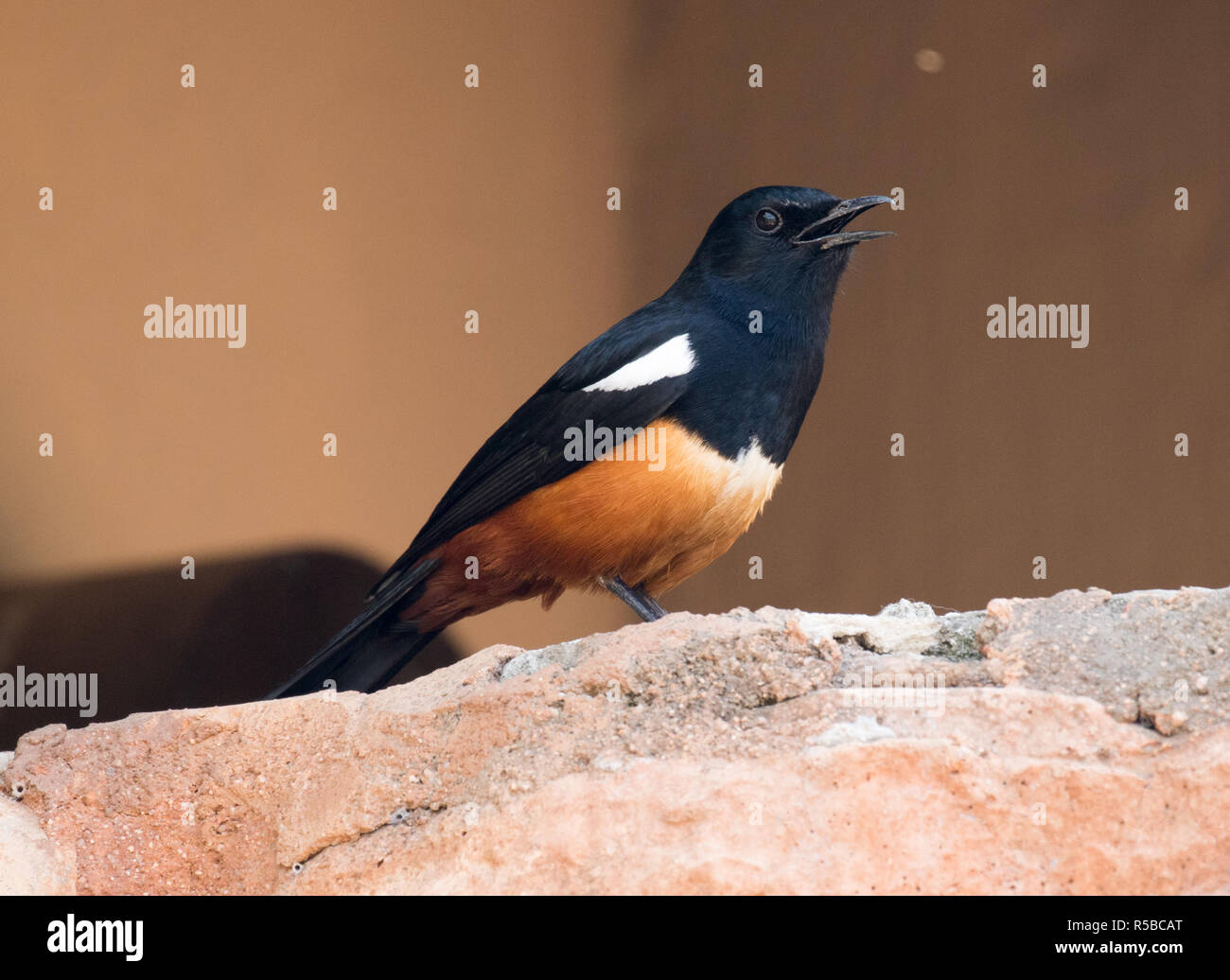 Thamnolaea cinnamomeiventris hi-res stock photography and images - Alamy