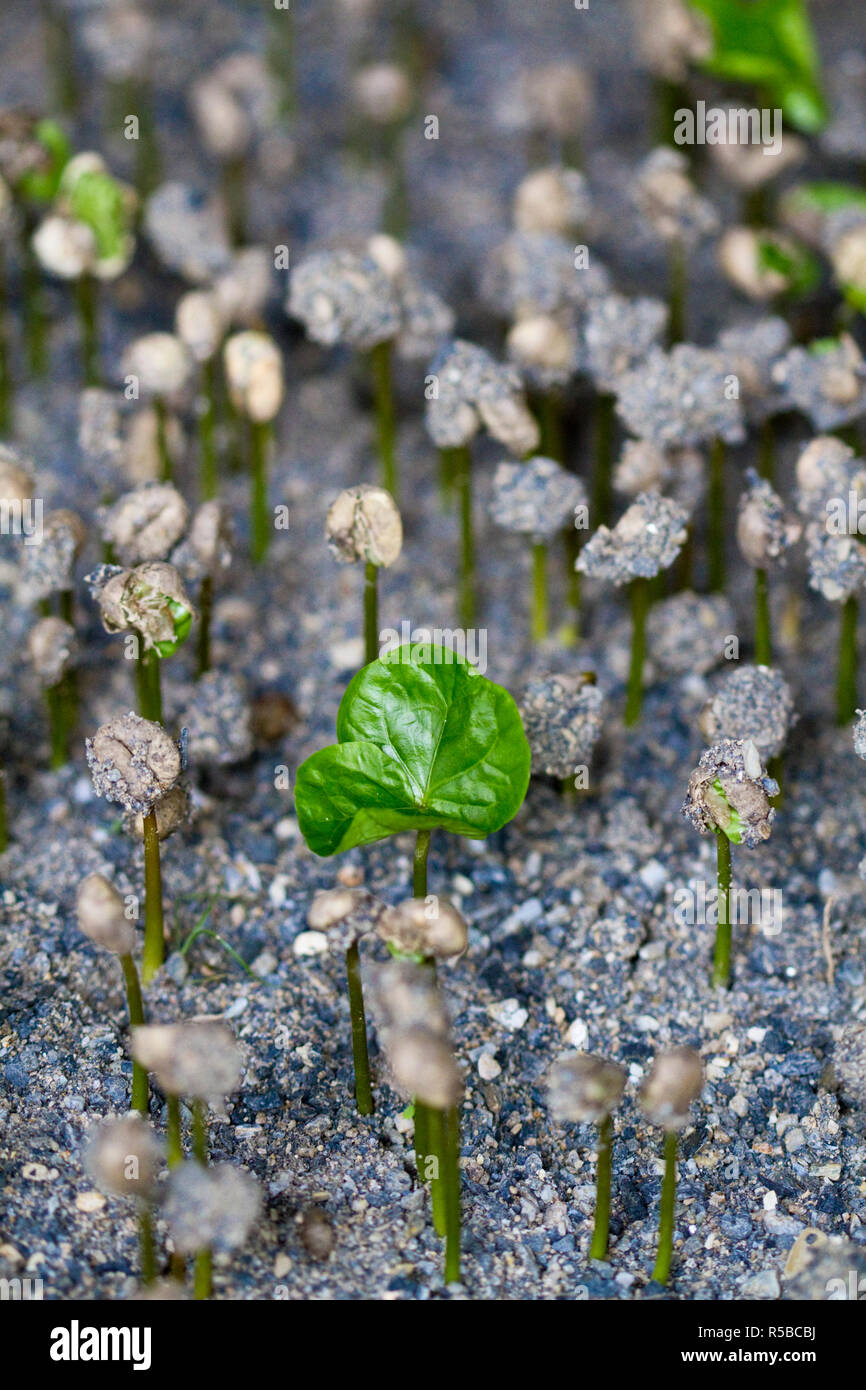 Fosforito hi-res stock photography and images - Alamy