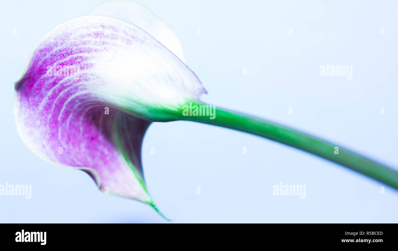 Key shape flowers hi-res stock photography and images - Alamy