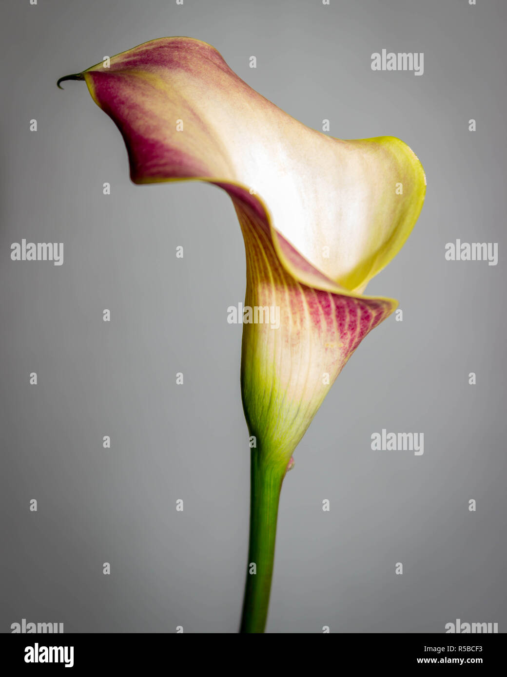 High-Key Calla Lily Flower Stock Photo - Alamy