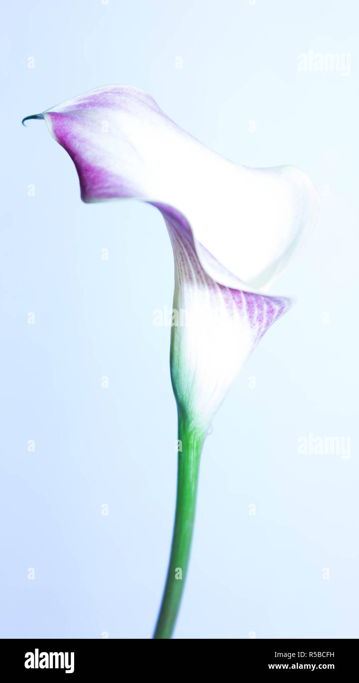 Shape and texture lily flower hi-res stock photography and images - Alamy
