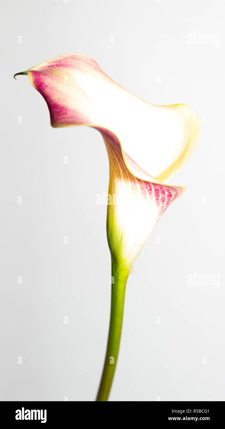 High-Key Calla Lily Flower Stock Photo - Alamy
