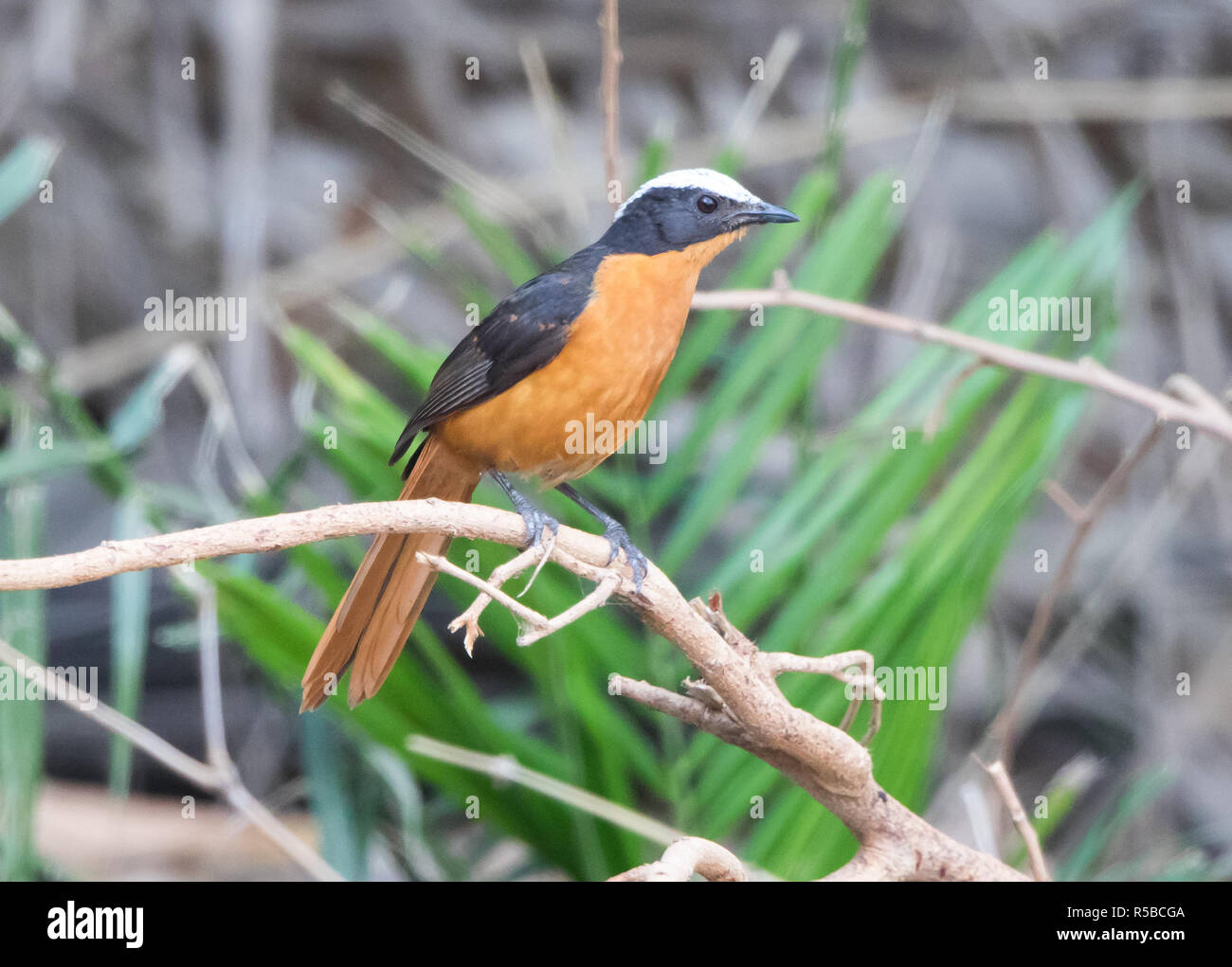 White-crowned Robin-chat (Cossypha albicapilla Stock Photo - Alamy