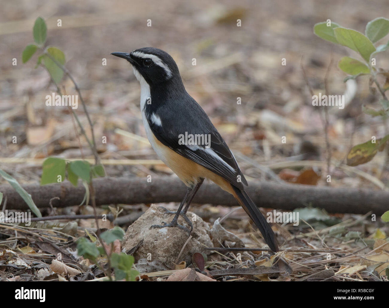 White throated robin hi-res stock photography and images - Alamy