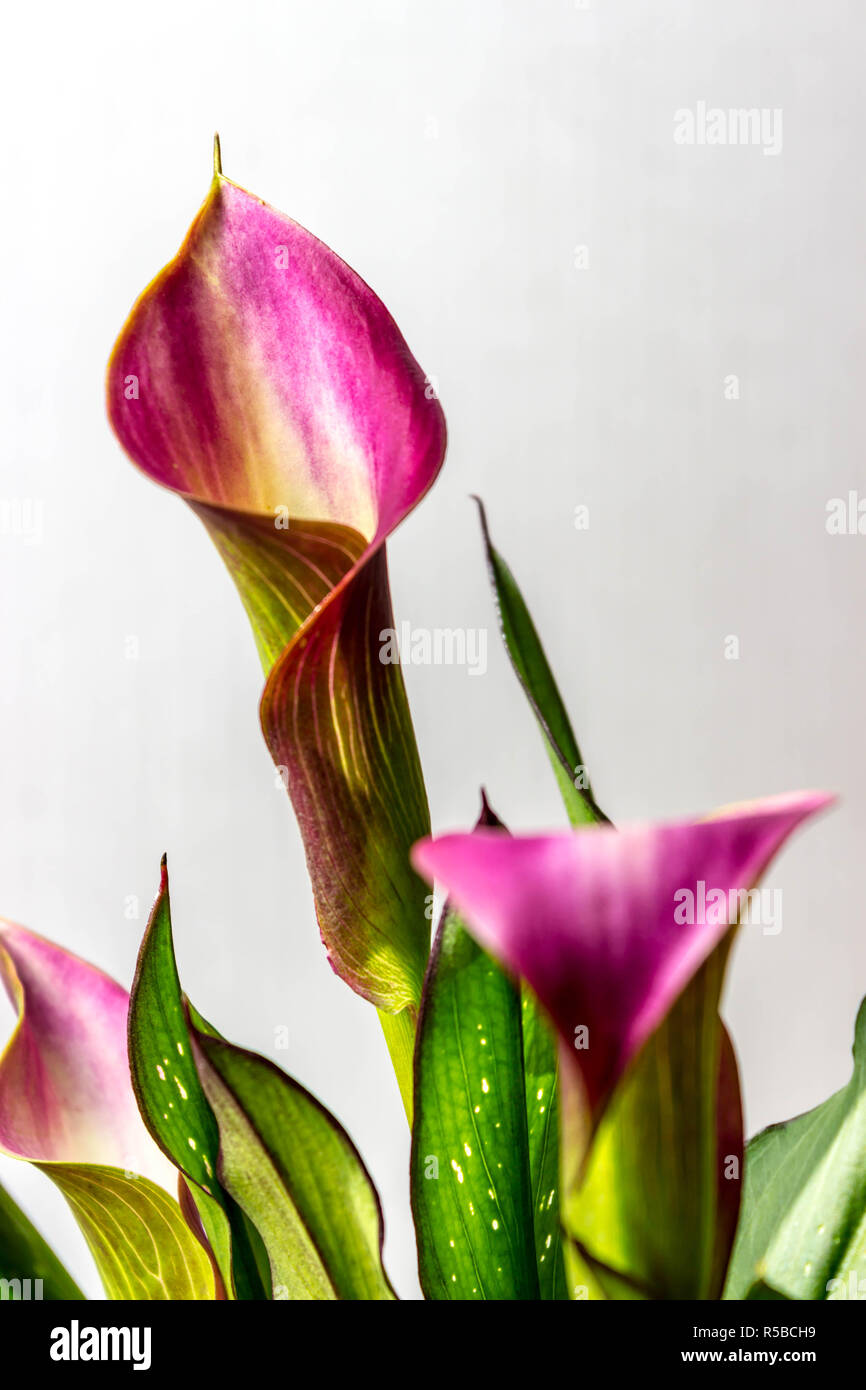 High-Key Calla Lily Flower Stock Photo - Alamy