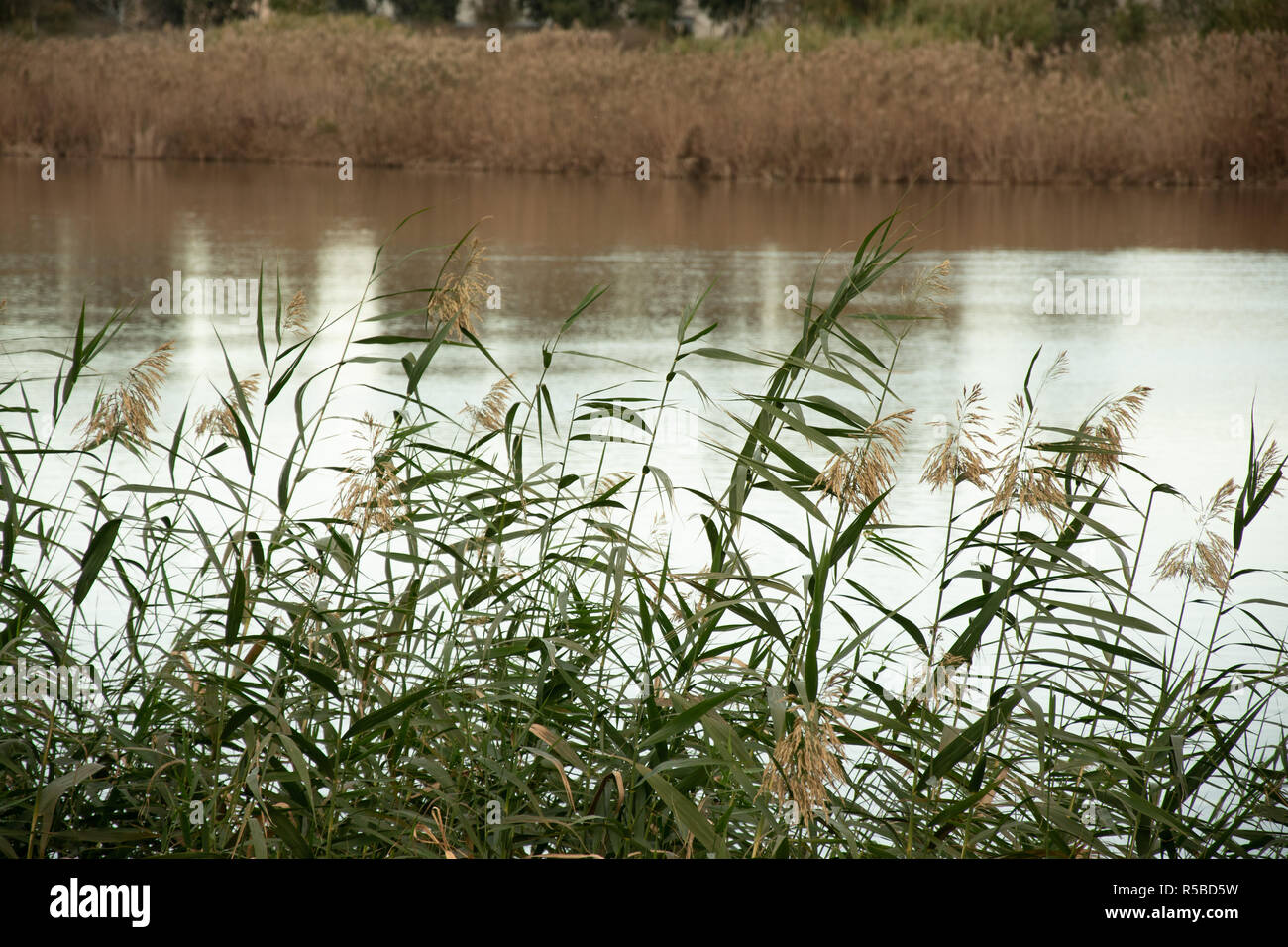 River side landscape Stock Photo - Alamy