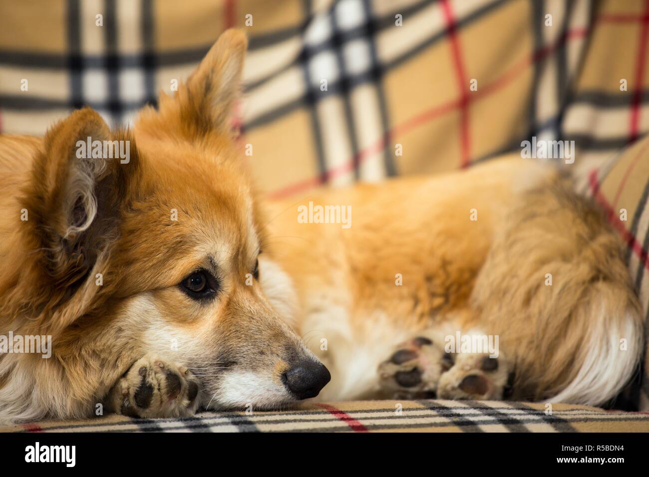 Pembroke welsh corgi lying down hi-res stock photography and images - Alamy
