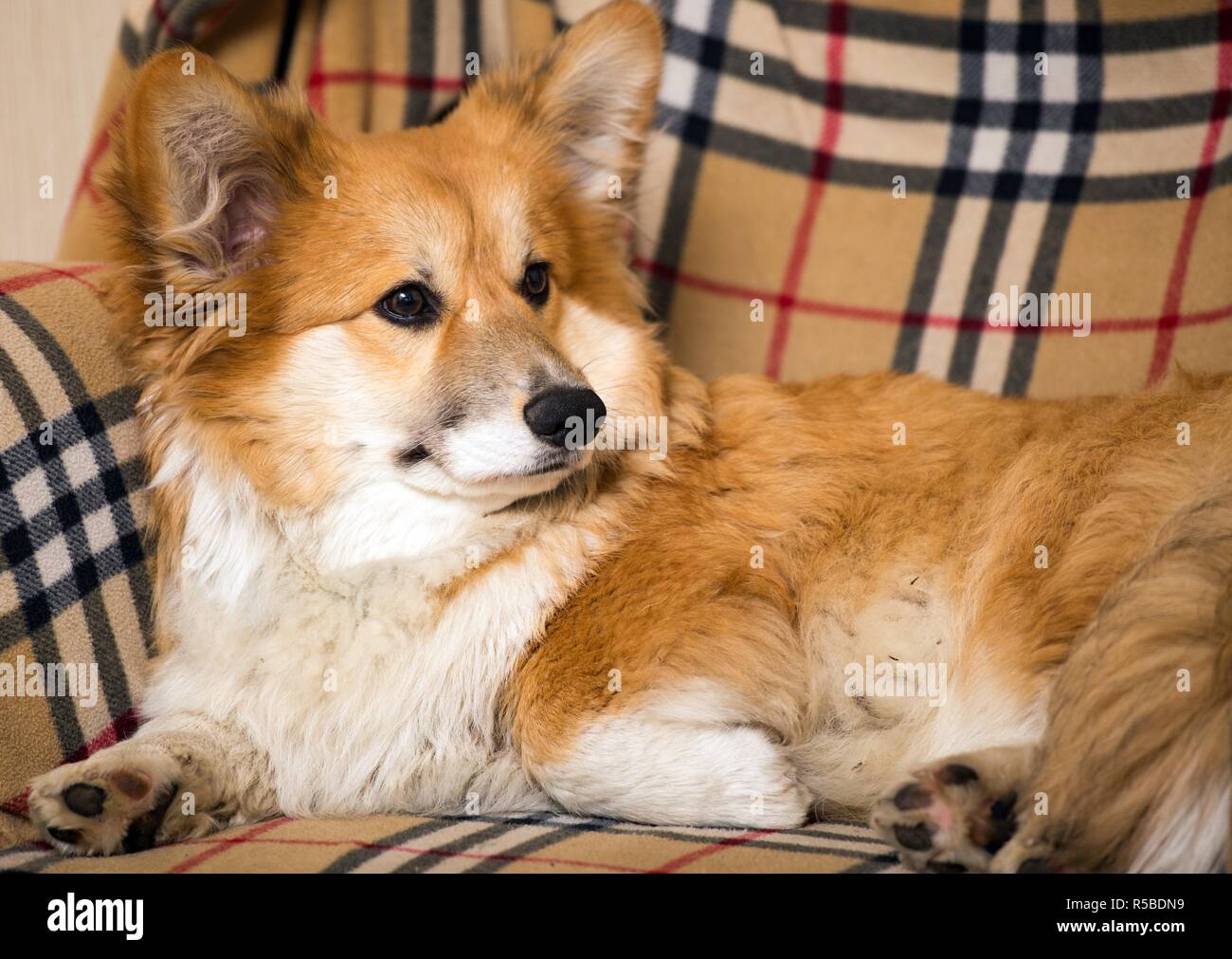 Pembroke welsh corgi lying down hi-res stock photography and images - Alamy