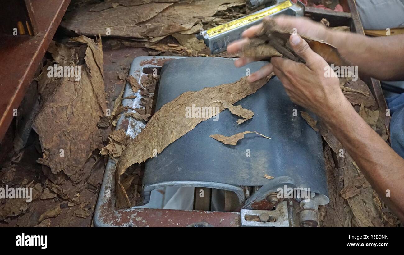 Cigar Manufacturing Plant High Resolution Stock Photography and Images ...