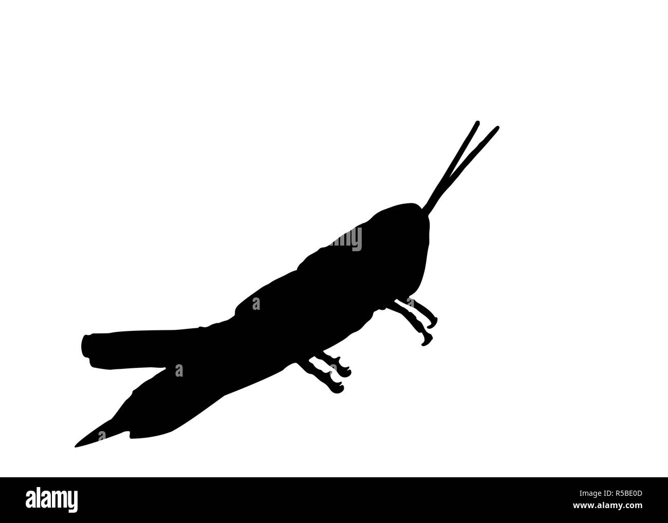 Locust wild animal black silhouette isolated on white background ...