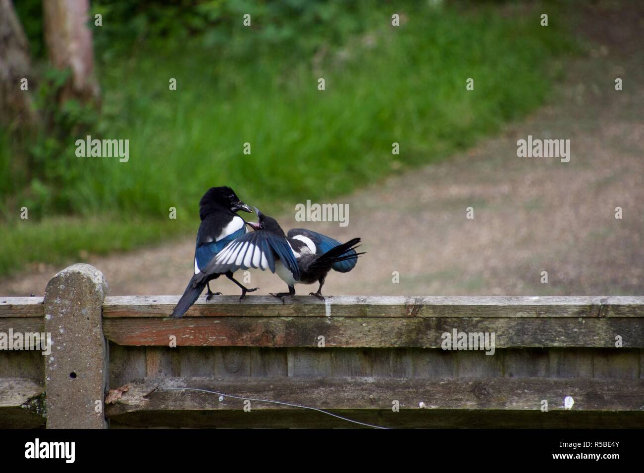 Juvenile magpie hi-res stock photography and images - Alamy