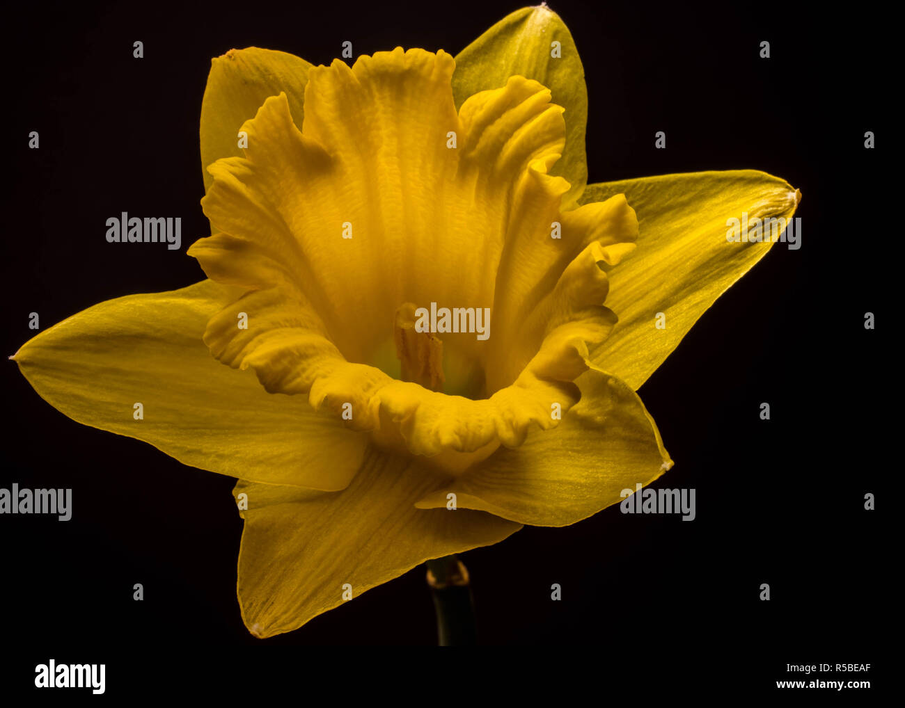 Bouquet Of Daffodils High Resolution Stock Photography and Images - Alamy
