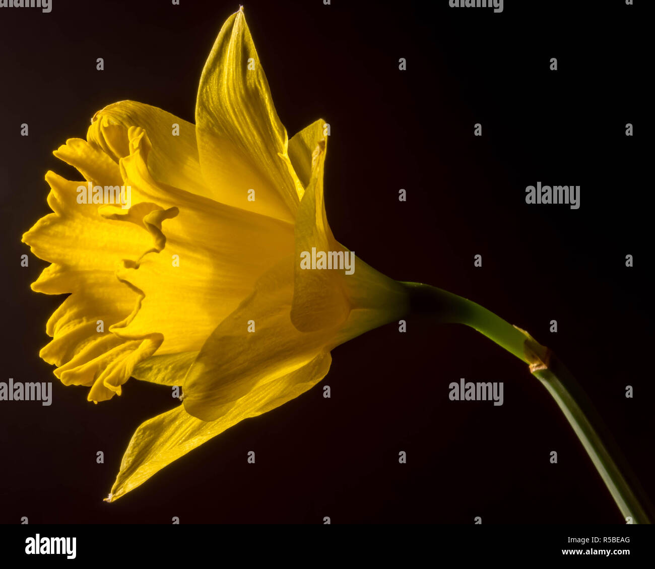 Bouquet of daffodils hi-res stock photography and images - Alamy