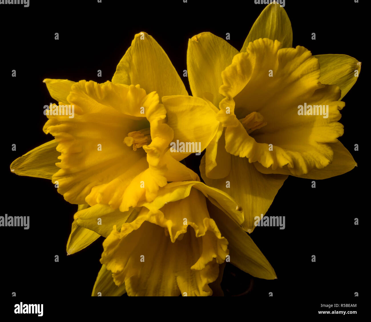 Bouquet of daffodils hi-res stock photography and images - Alamy