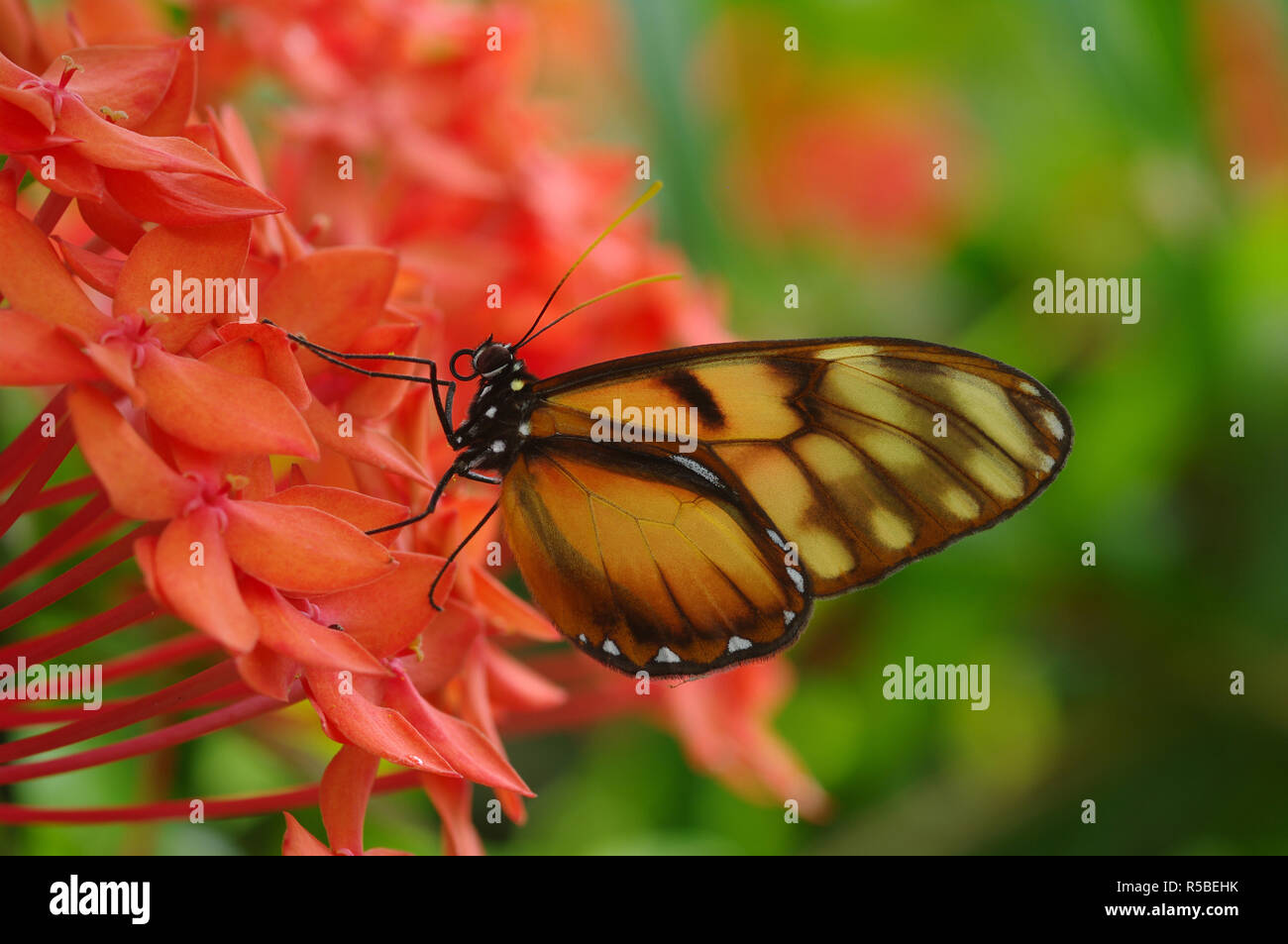 Lycorea schmetterling hi-res stock photography and images - Alamy