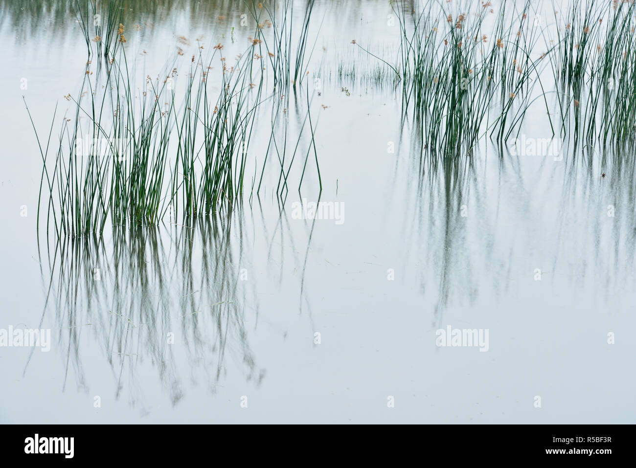 Pond and reeds, Santa Ana NWR, Alamo, Texas, USA Stock Photo - Alamy