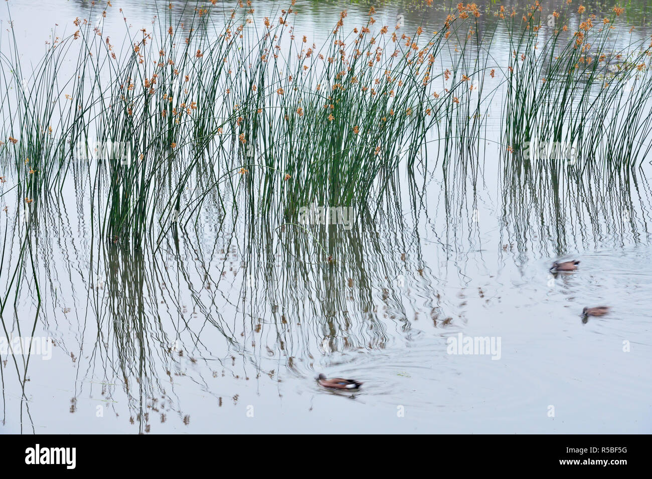 Pond and reeds, Santa Ana NWR, Alamo, Texas, USA Stock Photo - Alamy