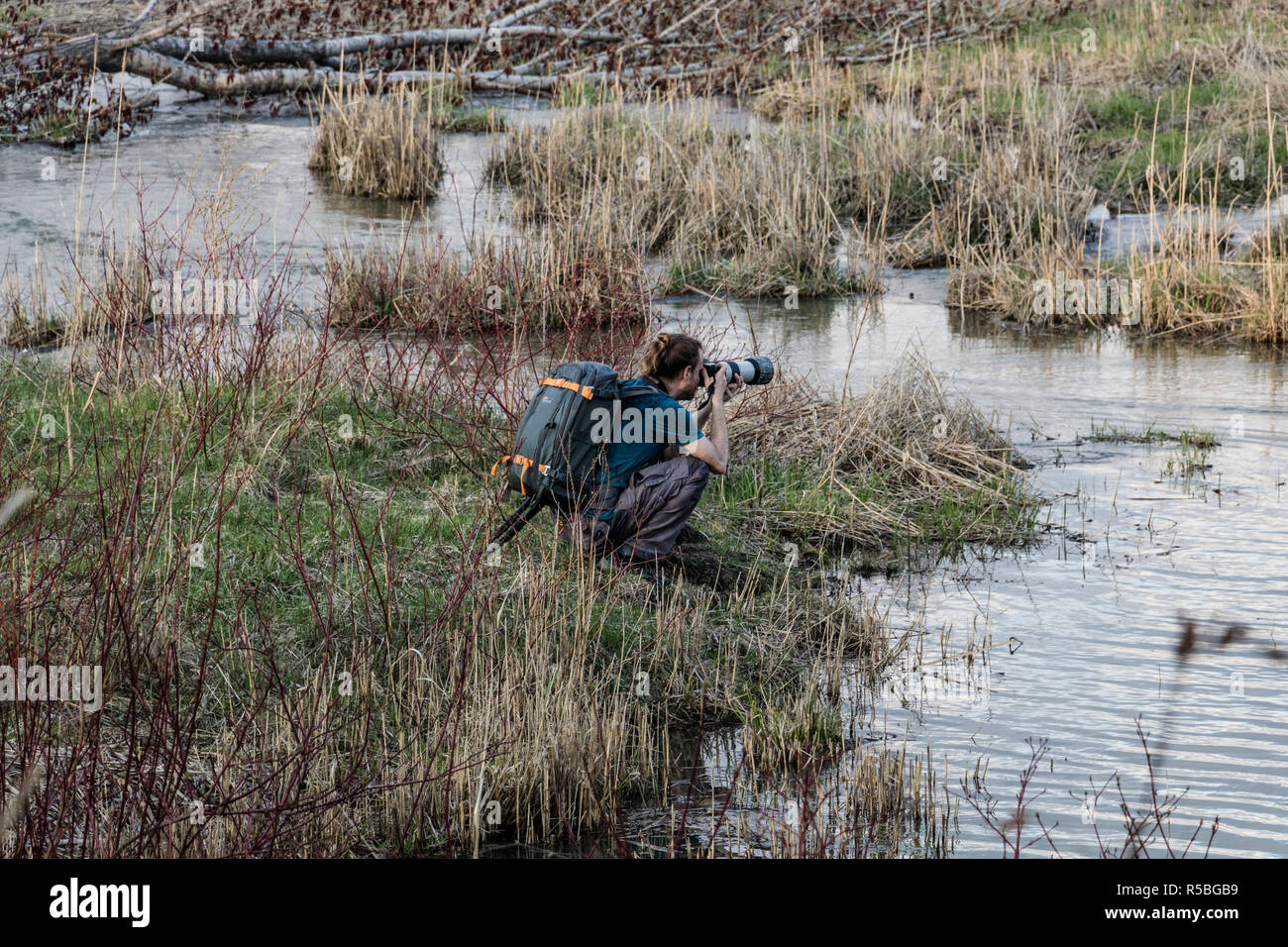 A wildlife photographer at work. A man taking pictures of birds Stock ...