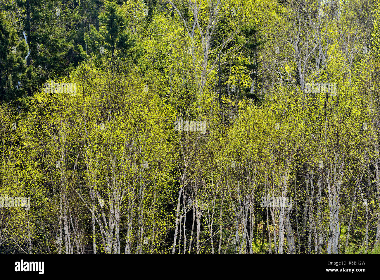 Birch trees with emerging spring foliage, Greater Sudbury, Ontario ...