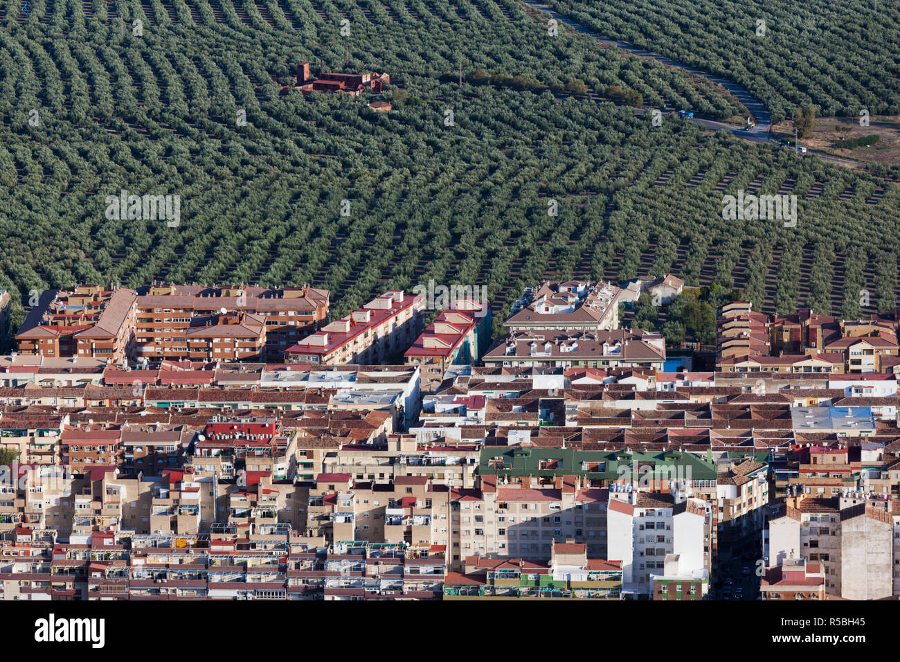 Spain, Andalucia Region, Jaen Province, Jaen, city and olive grove from ...